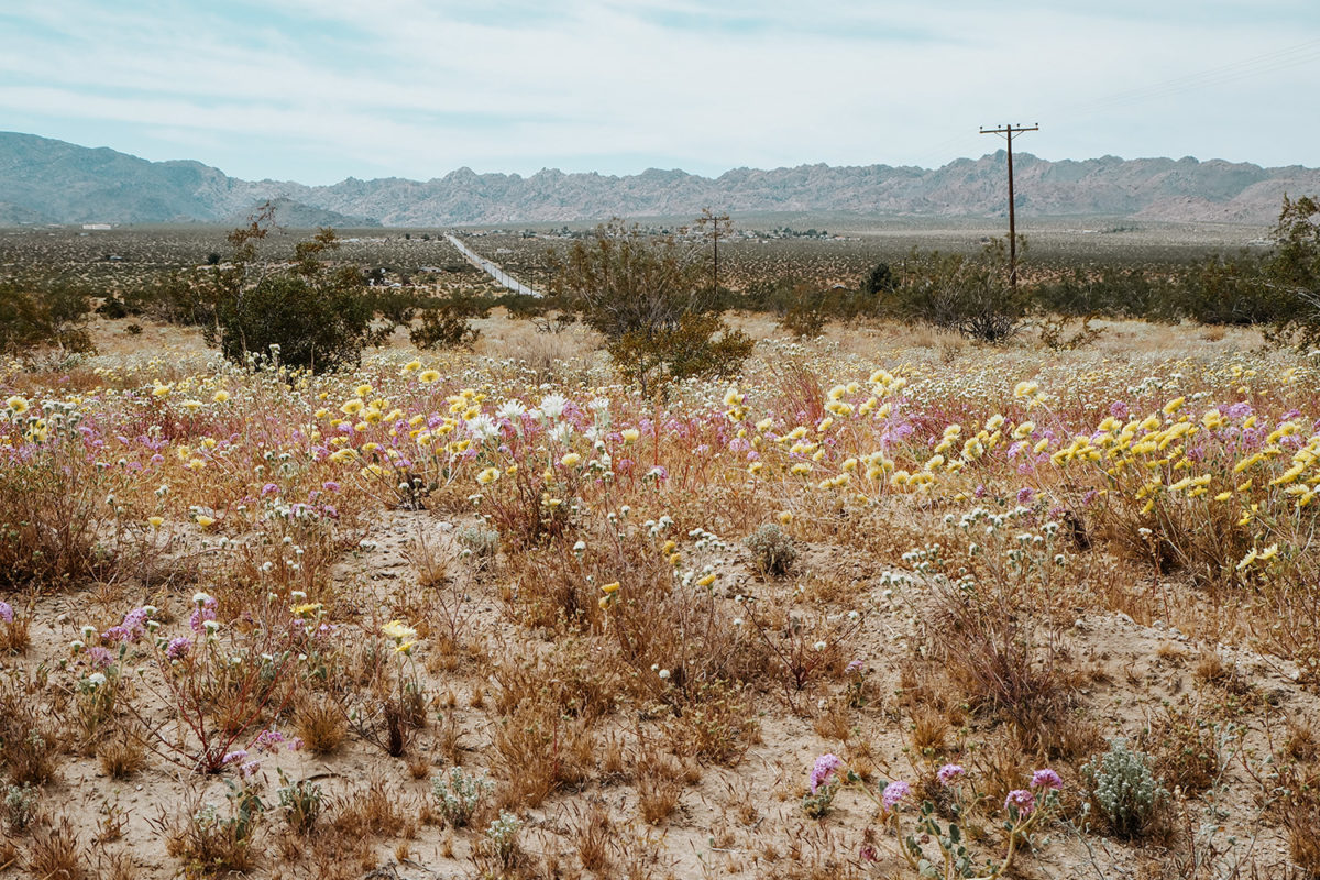 5 Reasons to Visit the Desert in Spring